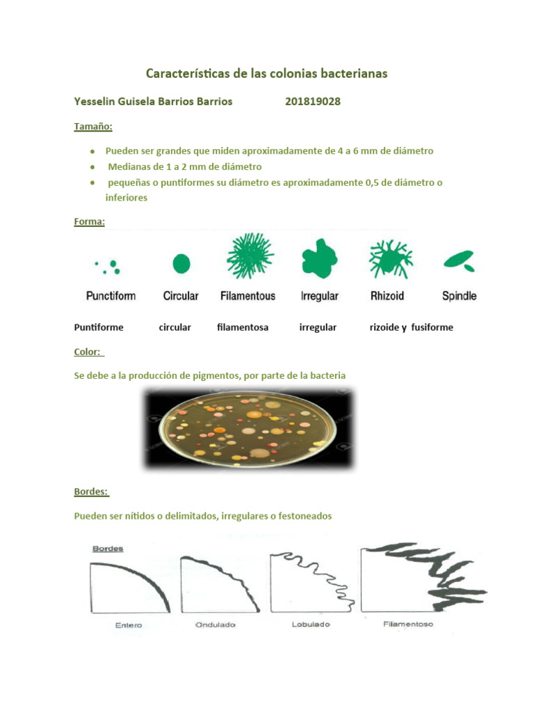 Características de Las Colonias Bacterianas | PDF