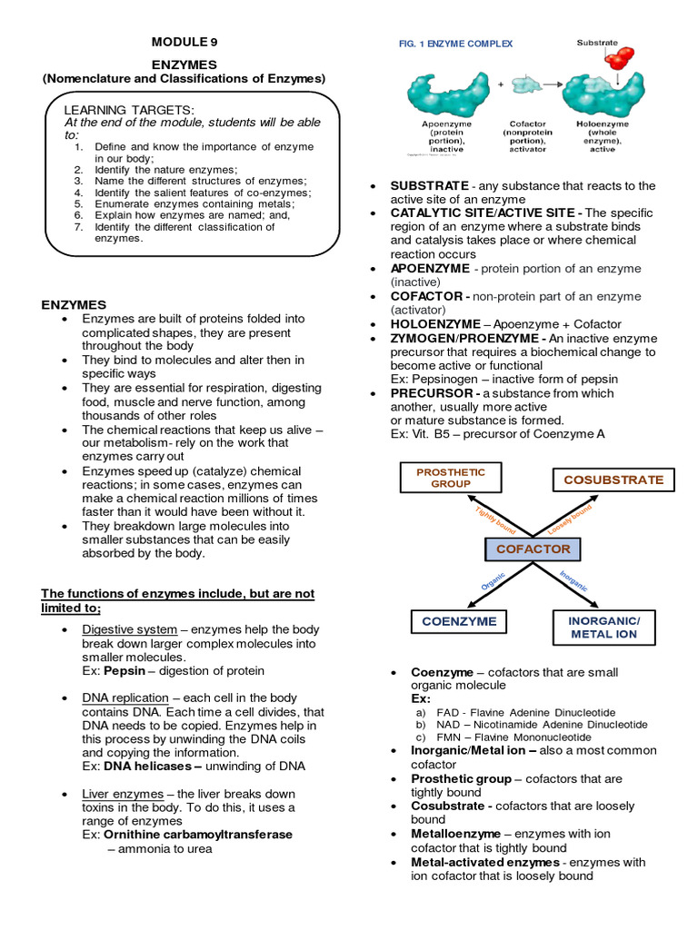 Module 9 | PDF | Enzyme | Cofactor (Biochemistry)