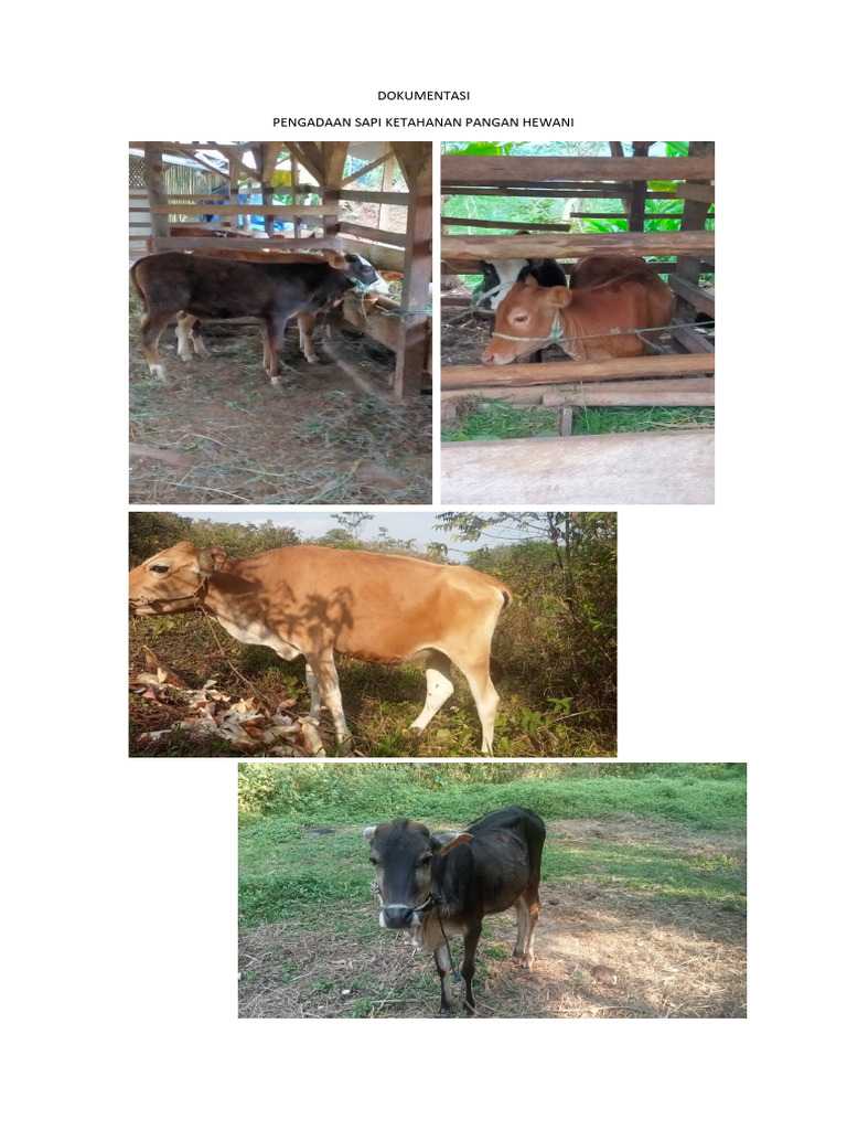 DOKUMENTASI Sapi | PDF