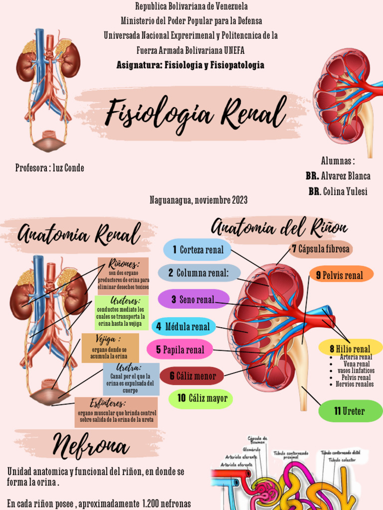 Fisiología y Anatomía Renal Esencial | PDF | Riñón | Orina