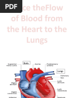 Blood Circulation Flow Chart | PDF