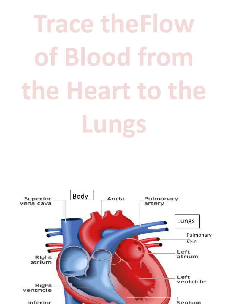 Flow of Blood From The Heart To The Lungs | PDF