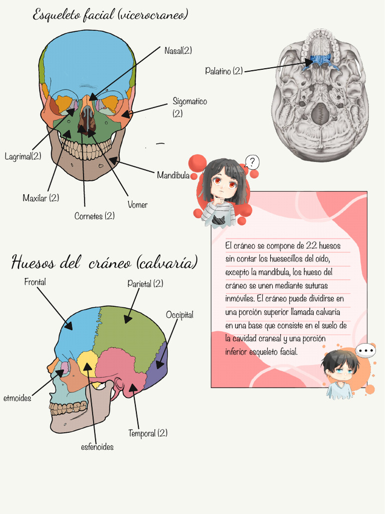 Apuntes Macroanatomia | PDF | Cráneo | Sistema musculoesquelético