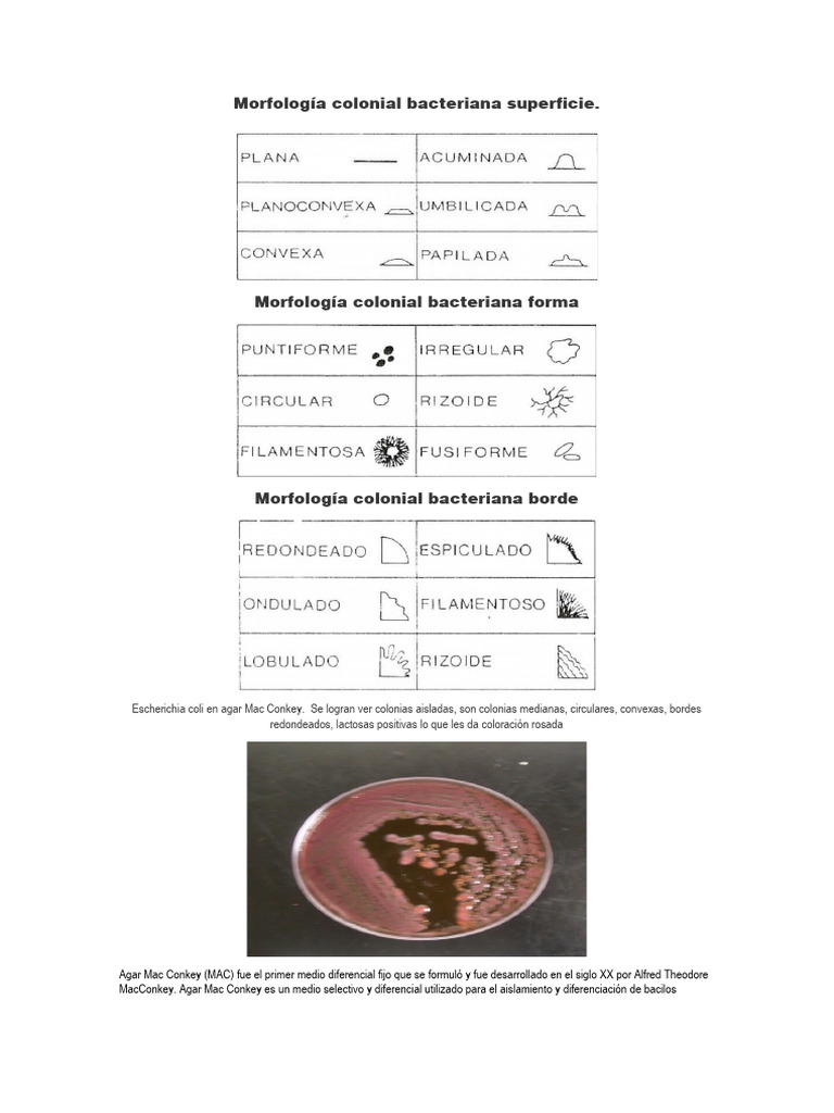 Características del Agar MacConkey | PDF | Microbiología | Las bacterias