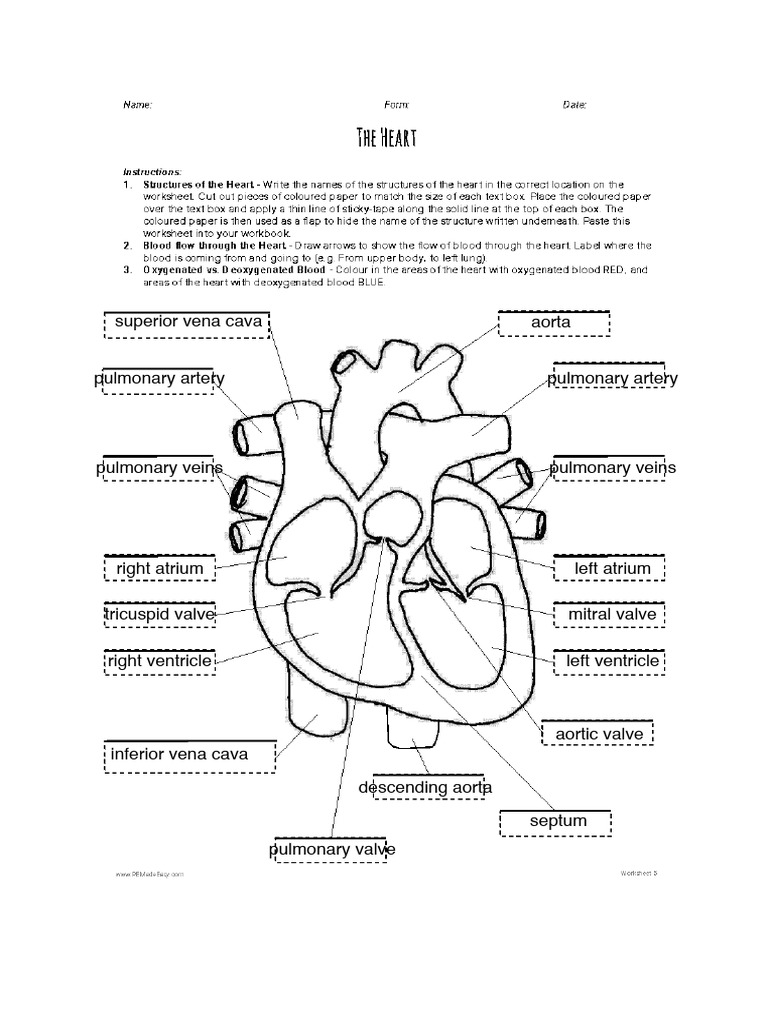 Labeled Diagram of the Human Heart | PDF