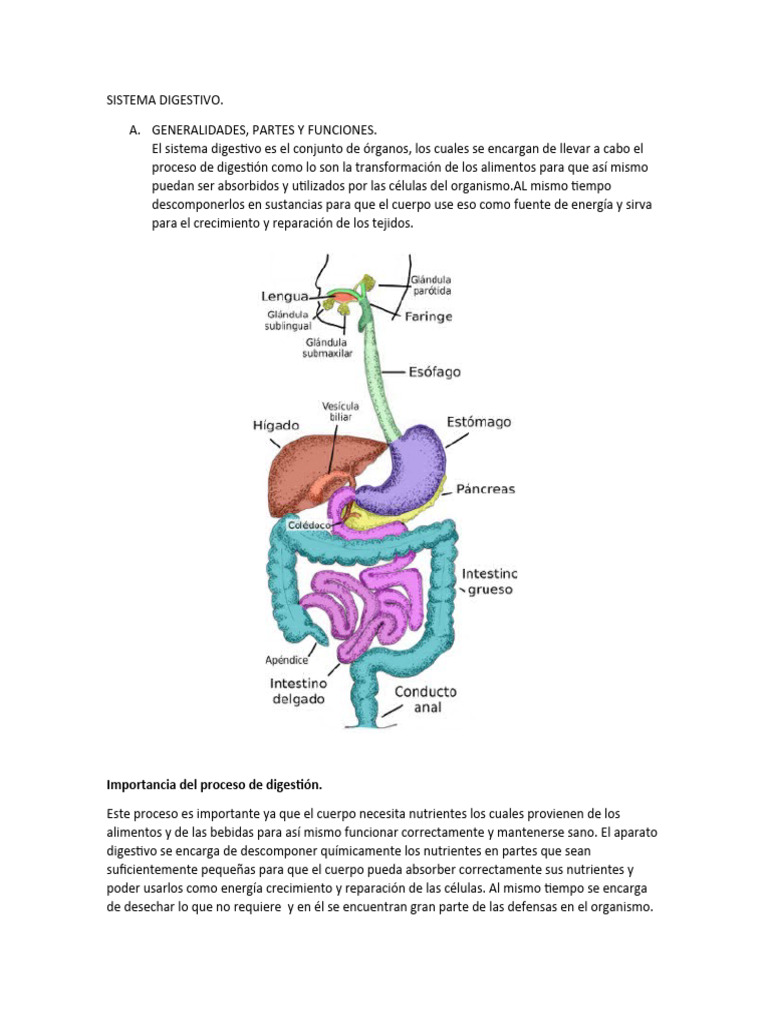 SISTEMA DIGESTIVO y Sus Partes | PDF | Sistema digestivo humano | Digestión