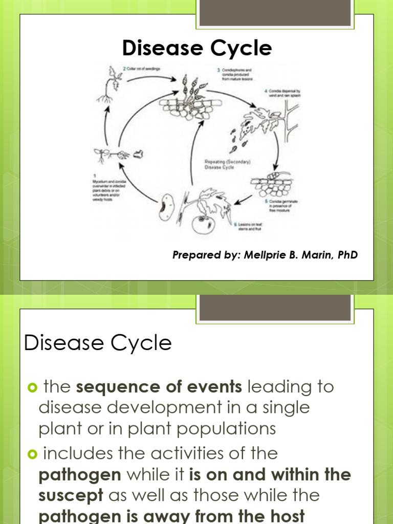 Guava Wilt Disease Cycle Explained | PDF | Plant Pathology | Infection
