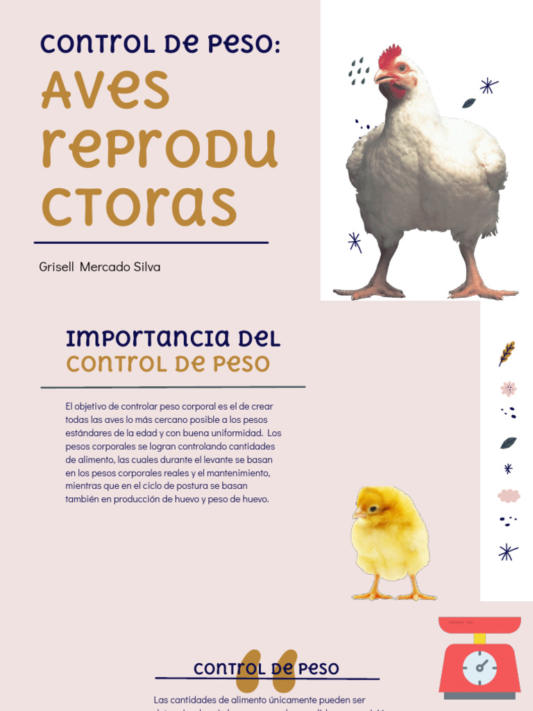Control de Peso en Aves Reproductoras | PDF | Aves | Obesidad