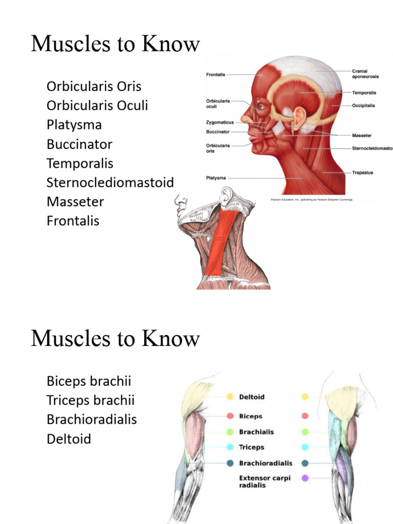 Essential Human Muscles List | PDF