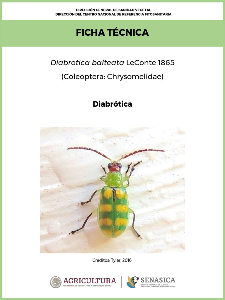 Ficha T Cnica Diabrotica Balteata 2020 | PDF | Hoja | Plantas