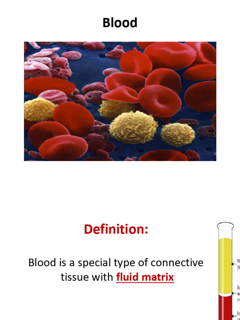 Blood 1 | PDF | Red Blood Cell | Blood