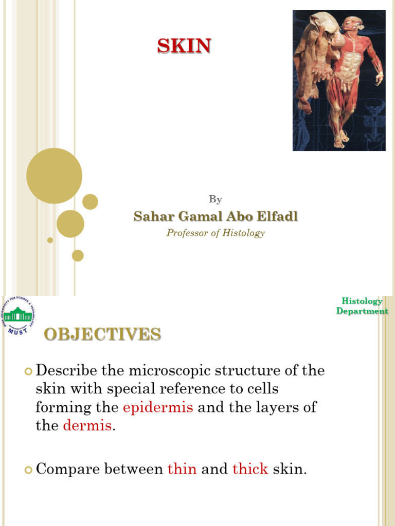 Skin | PDF | Skin | Epidermis