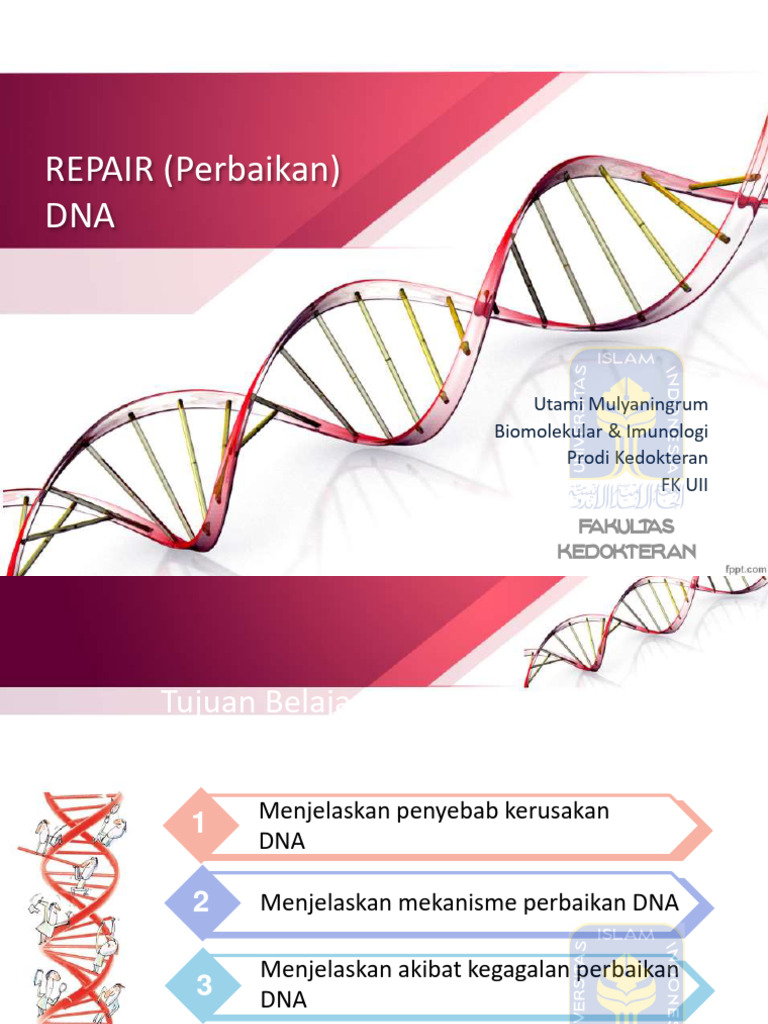 2.4 UM Repair DNA 200319 | PDF