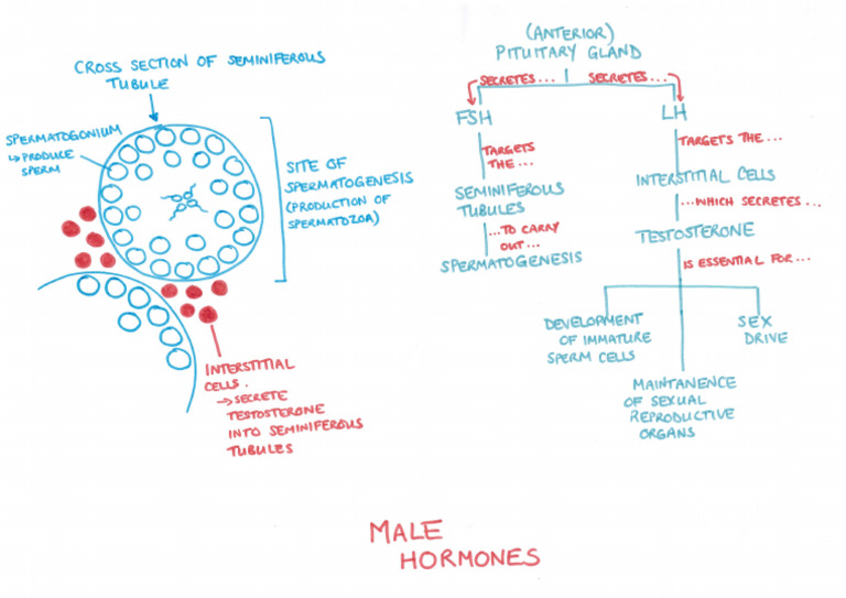 Male Hormones | PDF