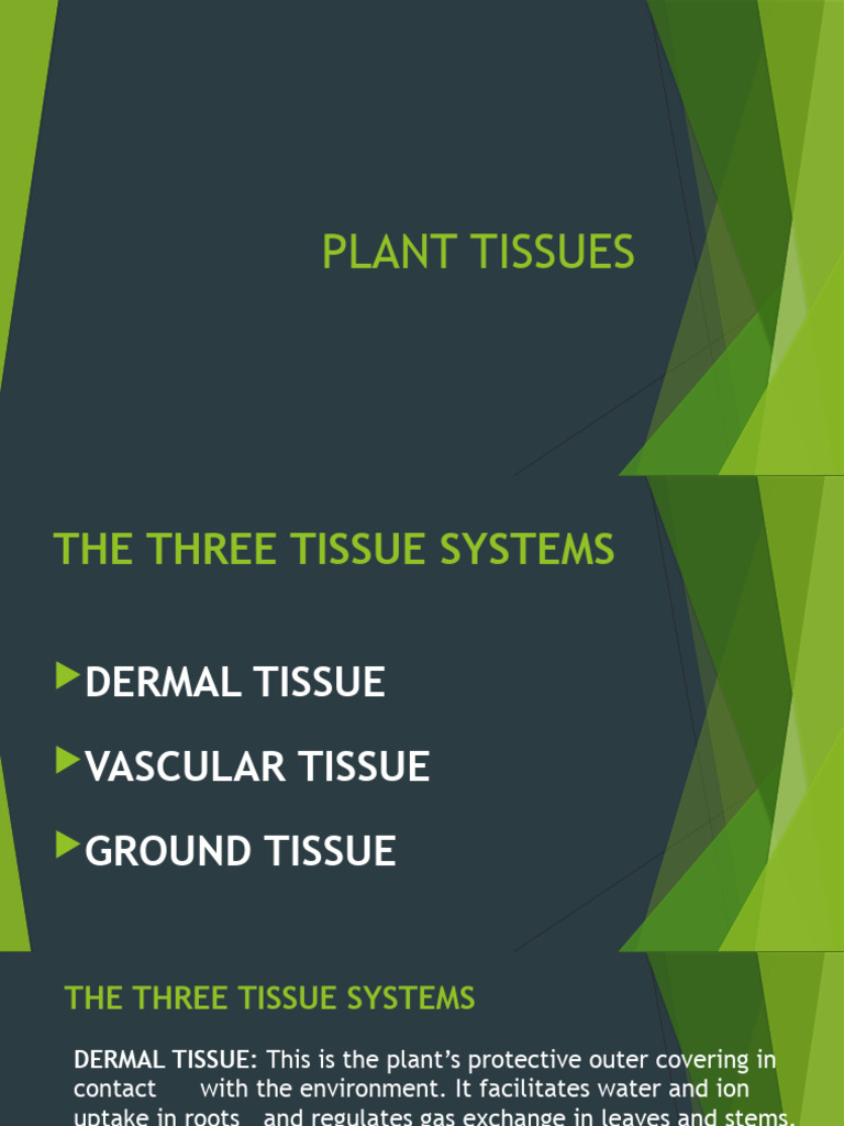 Plant Tissues | PDF | Tissue (Biology) | Anatomy