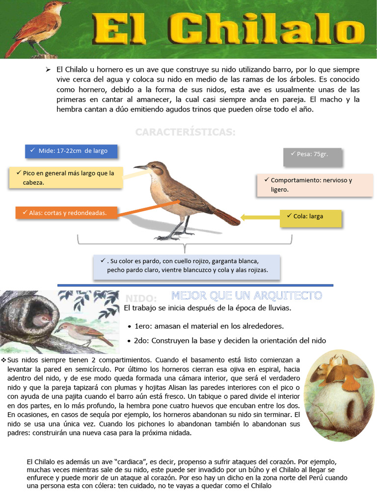 El Chilalo | PDF | Aves holarctic | Ornitología