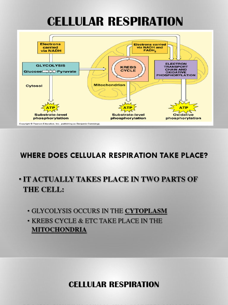 Cellular Respiration | PDF Cellular Respiration | PDF