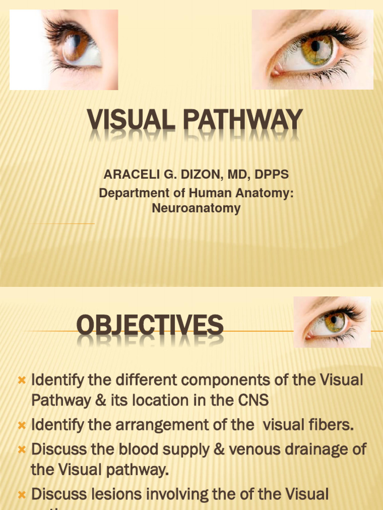 Visual Pathway 2021 | PDF | Visual System | Occipital Lobe