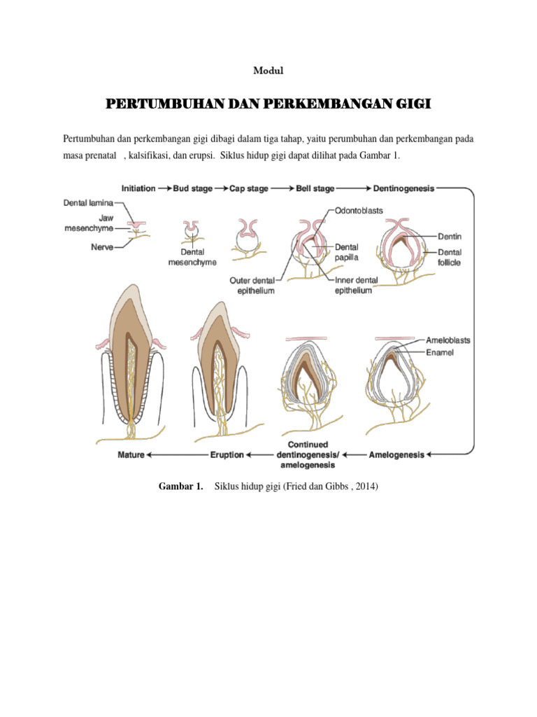 KP 1.2 Fase-Fase Pertumbuhan Gigi | PDF