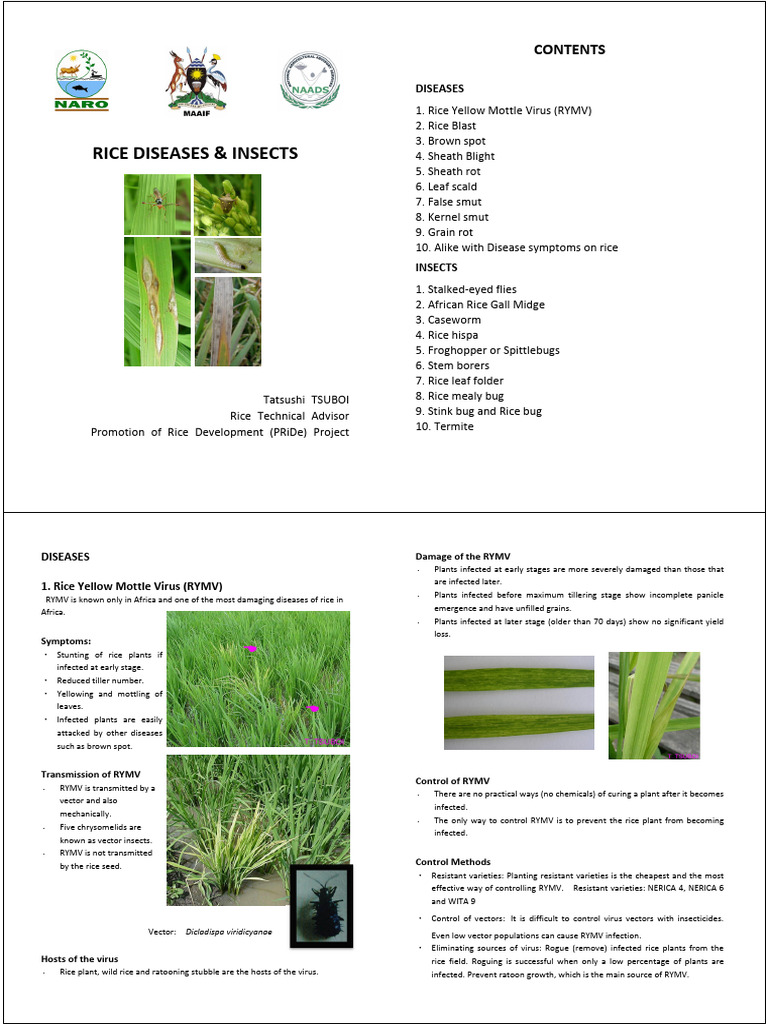 Handbook 04 Pdf Rice Plants 