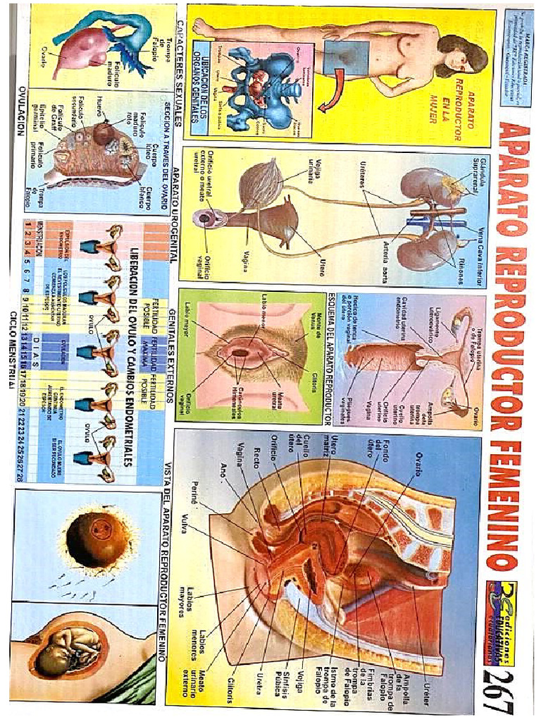 LAMINA APARATO REPRODUCTOR FEMENINO | PDF
