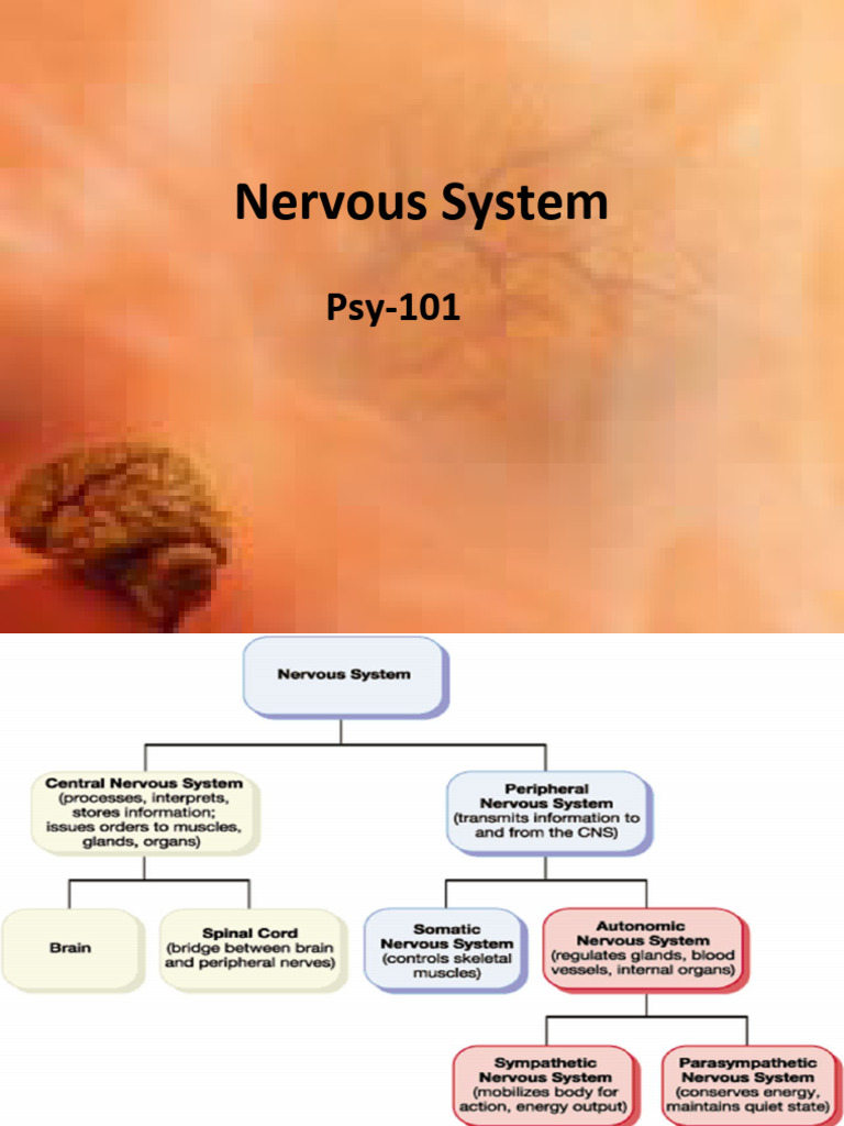 Lec 6b Nervous System | PDF | Nervous System | Autonomic Nervous System