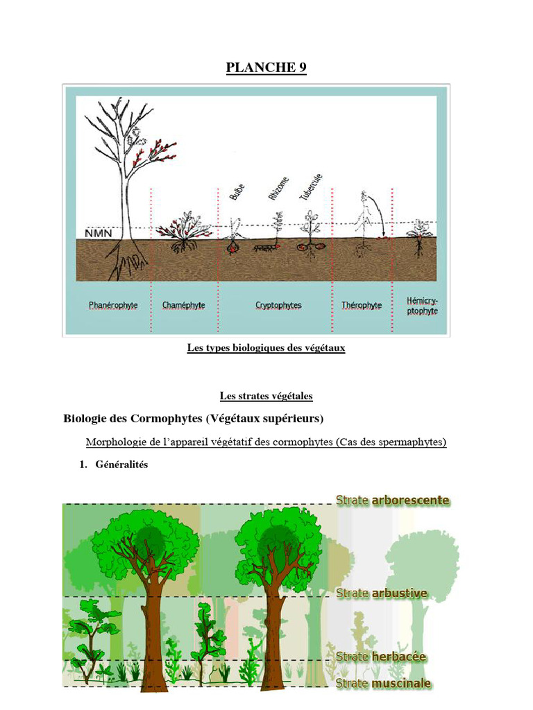 Types biologiques des cormophytes | PDF | Tige (Plante) | Racine