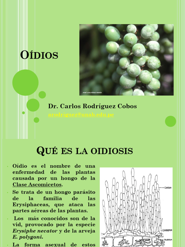Oídio: Causas, Síntomas y Control | PDF | Hongo | Micología