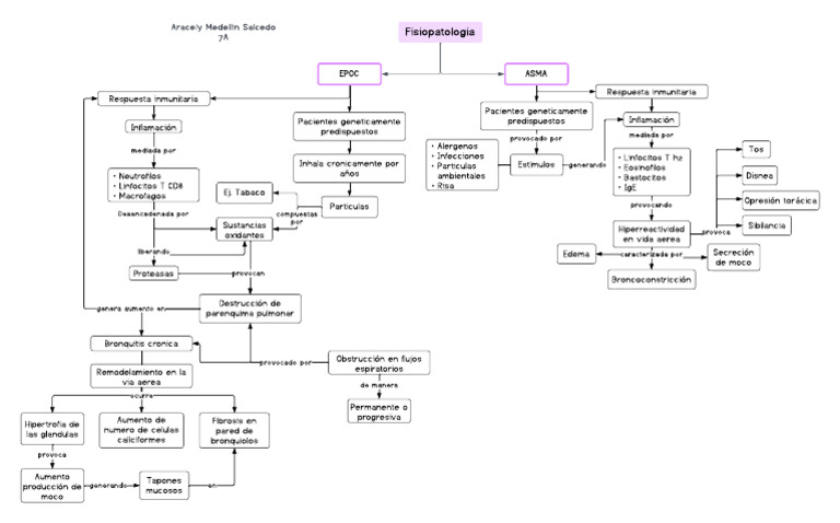 Mapa conceptual de la fisiopatología de EPOC Y ASMA | PDF | Asma | Inmunología