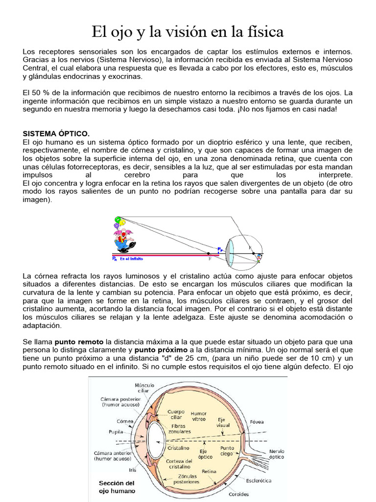 Anatomía y Defectos de la Visión | PDF | Ojo humano | Percepción visual