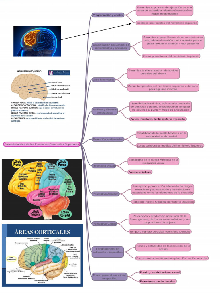 Bases Neurales | PDF