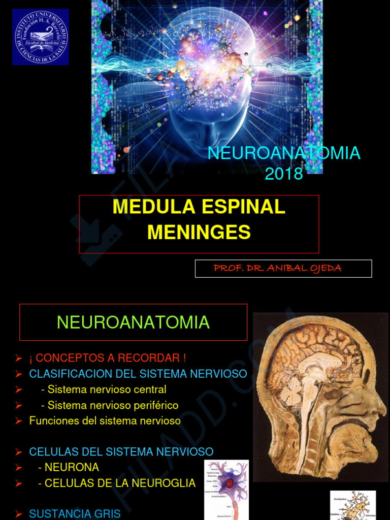 4-Medula Espinal-Meninges - 2018 | PDF | Médula espinal | Neuroanatomía