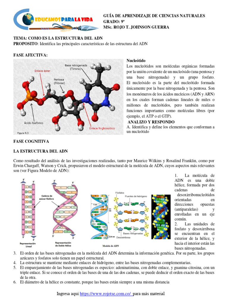 Arn y Adn | PDF | Adn | Cromatina