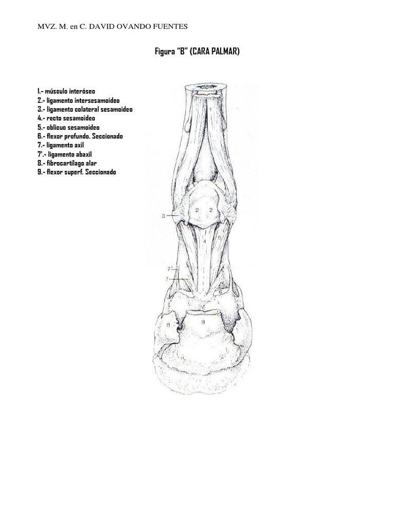 Esquemas Menudillo | PDF