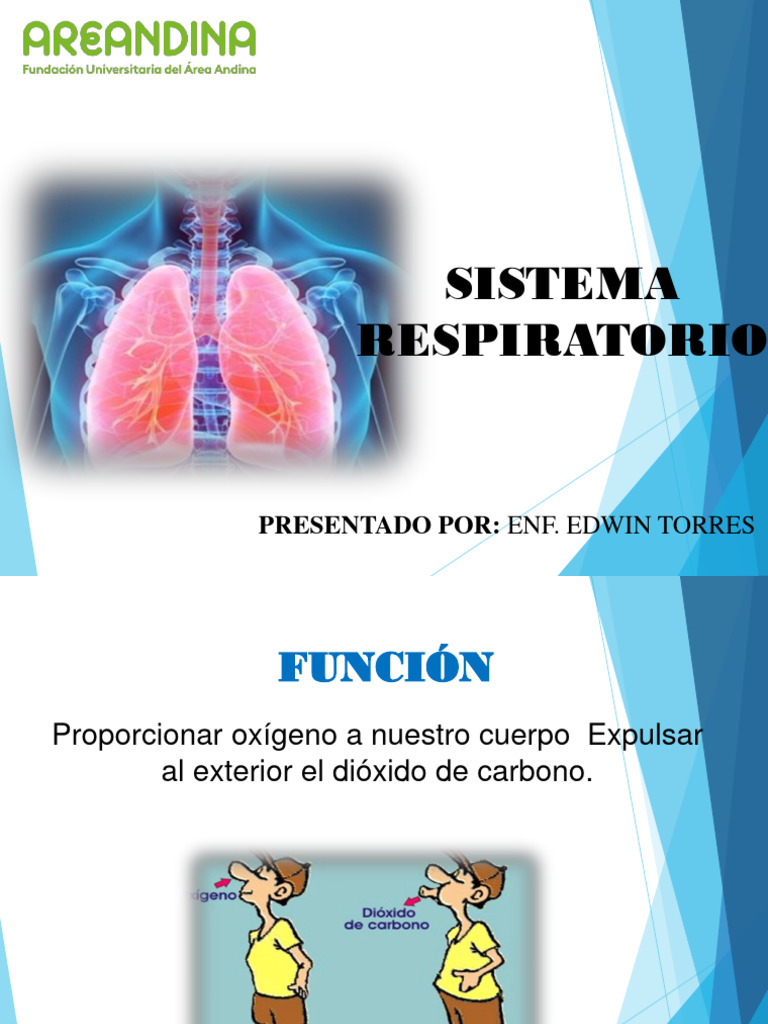 Sistema Respiratorio | Descargar gratis PDF | Sistema respiratorio | Pulmón
