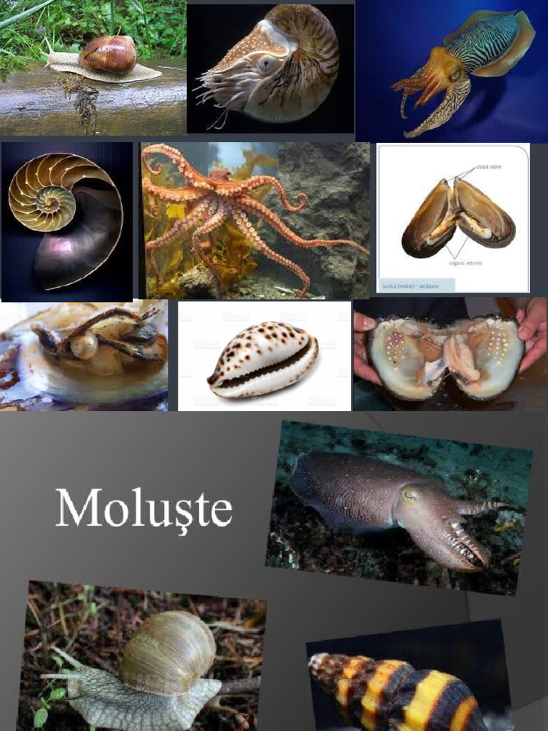 Moluste - Clasa A9 A | PDF