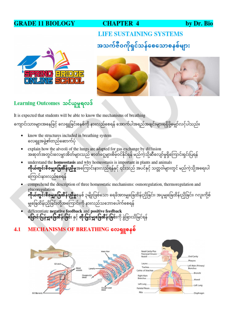 G11 Bio CHP 4 Translation | PDF