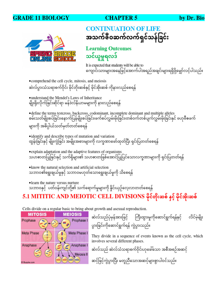 G11 Bio CHP 5 Translation | PDF