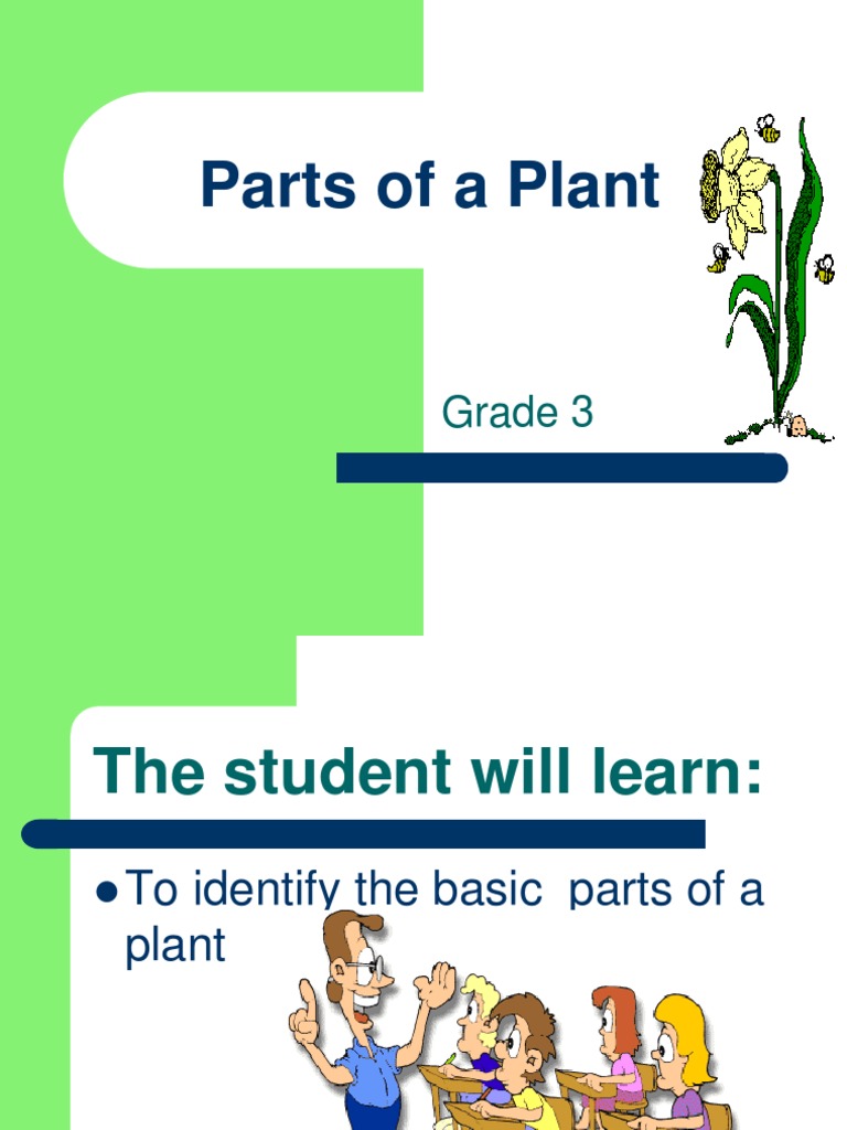 Plant Parts for Grade 3 Students | PDF | Science & Mathematics