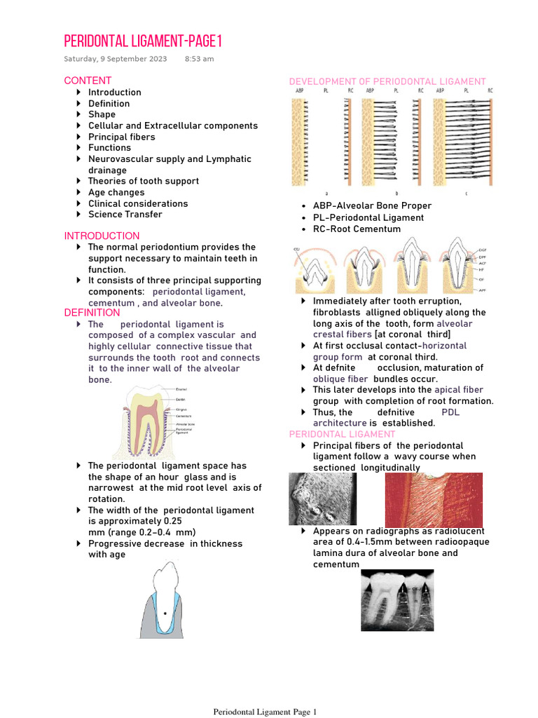Periodontal Ligament | PDF | Periodontology | Anatomy