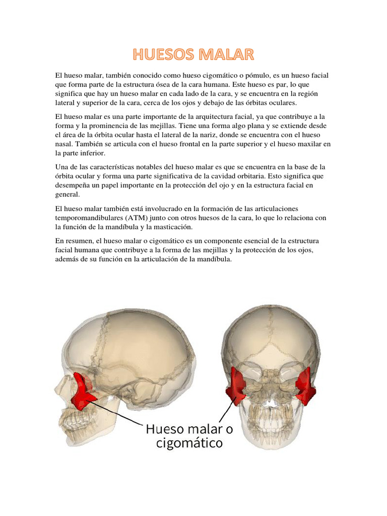 Huesos Malar | PDF