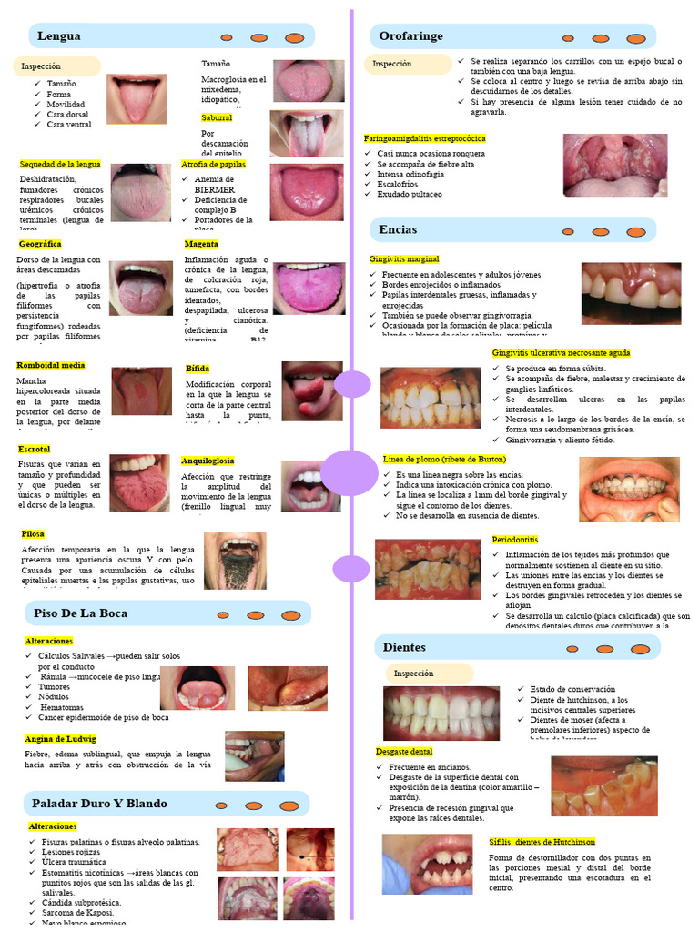 Cavidad Bucal. Infografia 2 | PDF | Diente | Anatomía