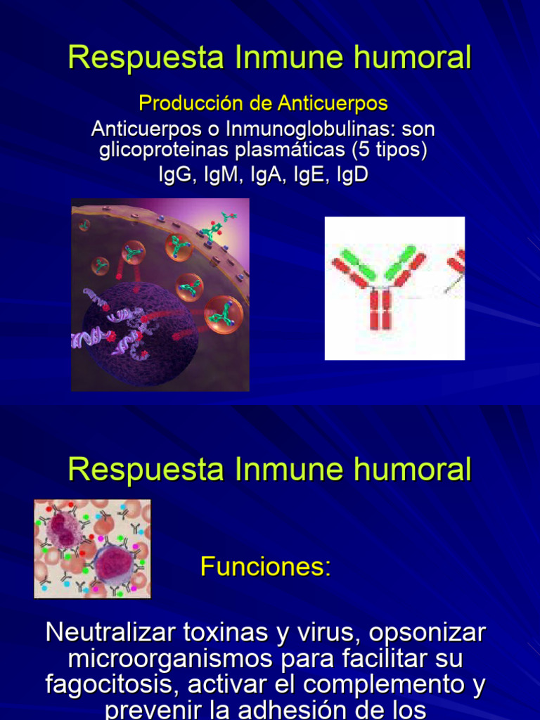 Respuesta Inmune Humoral | PDF | Anticuerpo | Inmunidad humoral