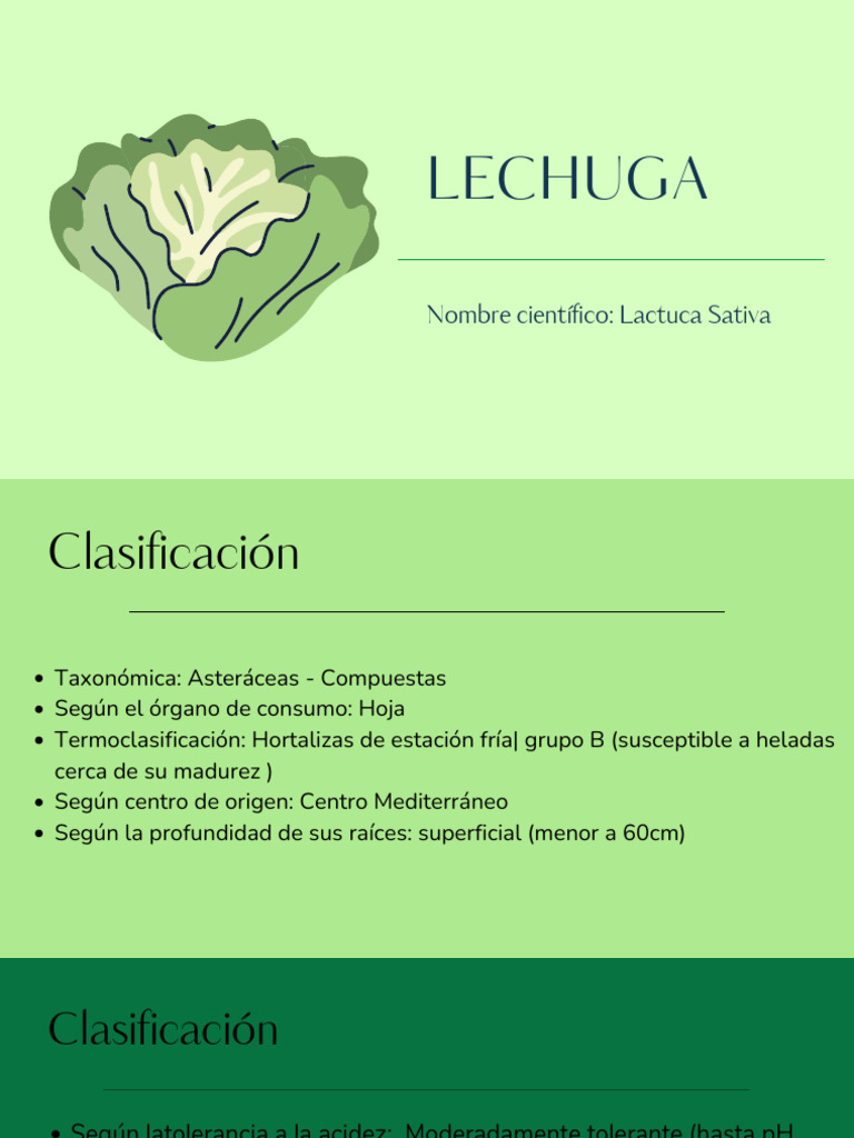 Lechuga | PDF