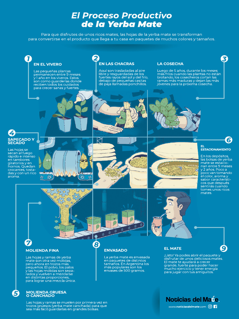Lamina Infografia A3 Proceso Productivo Yerba Mate para Imprimir | PDF