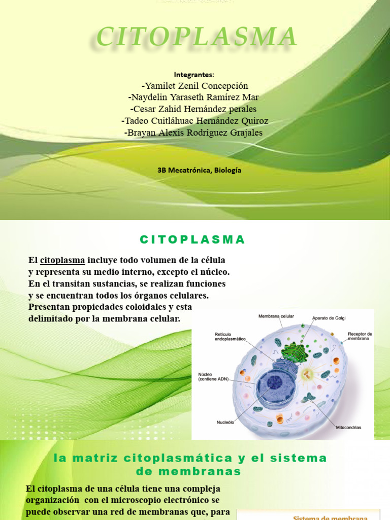 Biologia CITOPLASMA | PDF