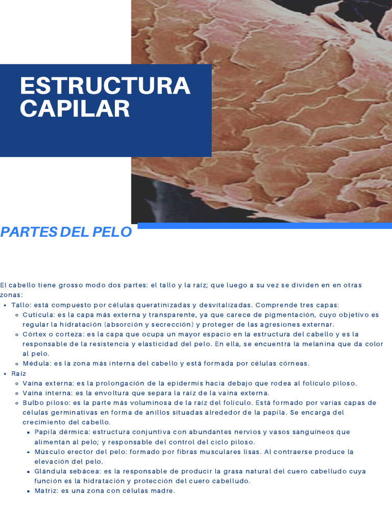 Estructura Capilar | PDF | Pelo | Sistema tegumentario