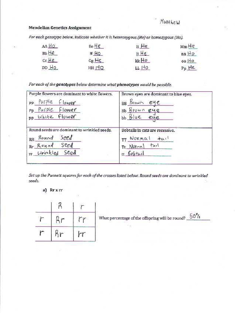 U1 Ch 2 Mendelian Genetics Assignment (1) | PDF