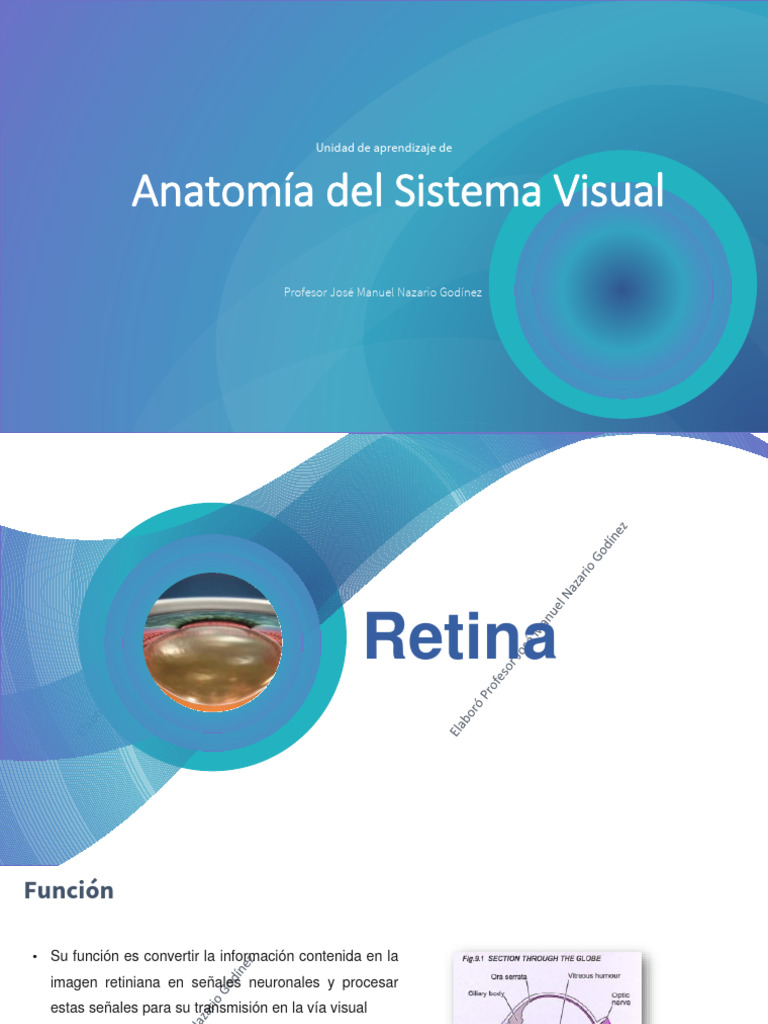RETINA | PDF | Retina | Percepción visual