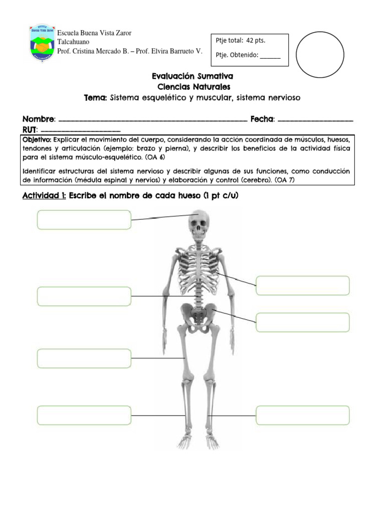 Prueba de Sistema Muscular, Esqueletico y Sistema Nervioso | PDF ...